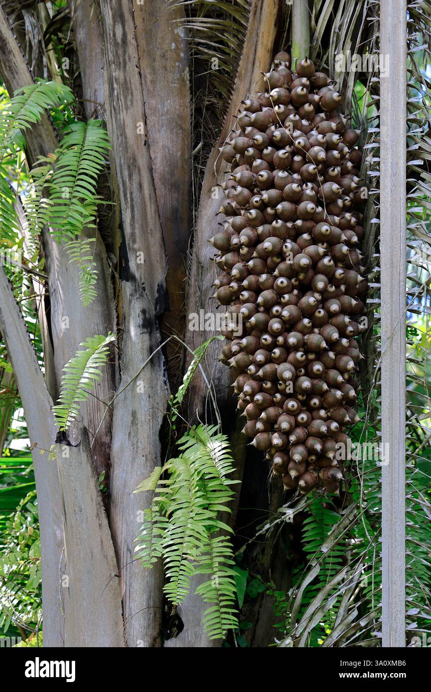 Cohune Palm tree fruits growing on a palm tree inside Altun Ha ancient ...