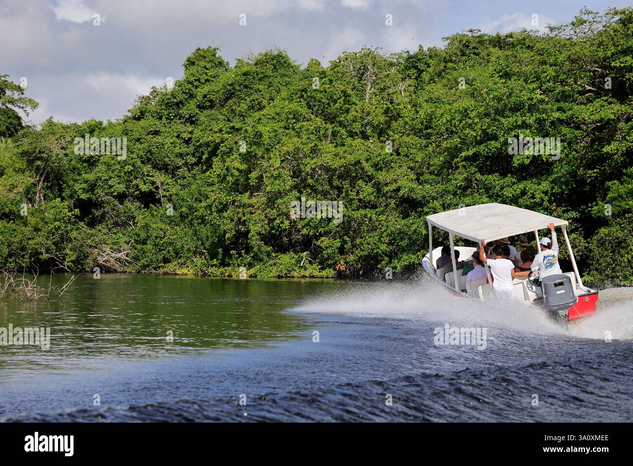 Boat ride in New River leads to Lamanai Archaeologic Site.Orange Walk ...