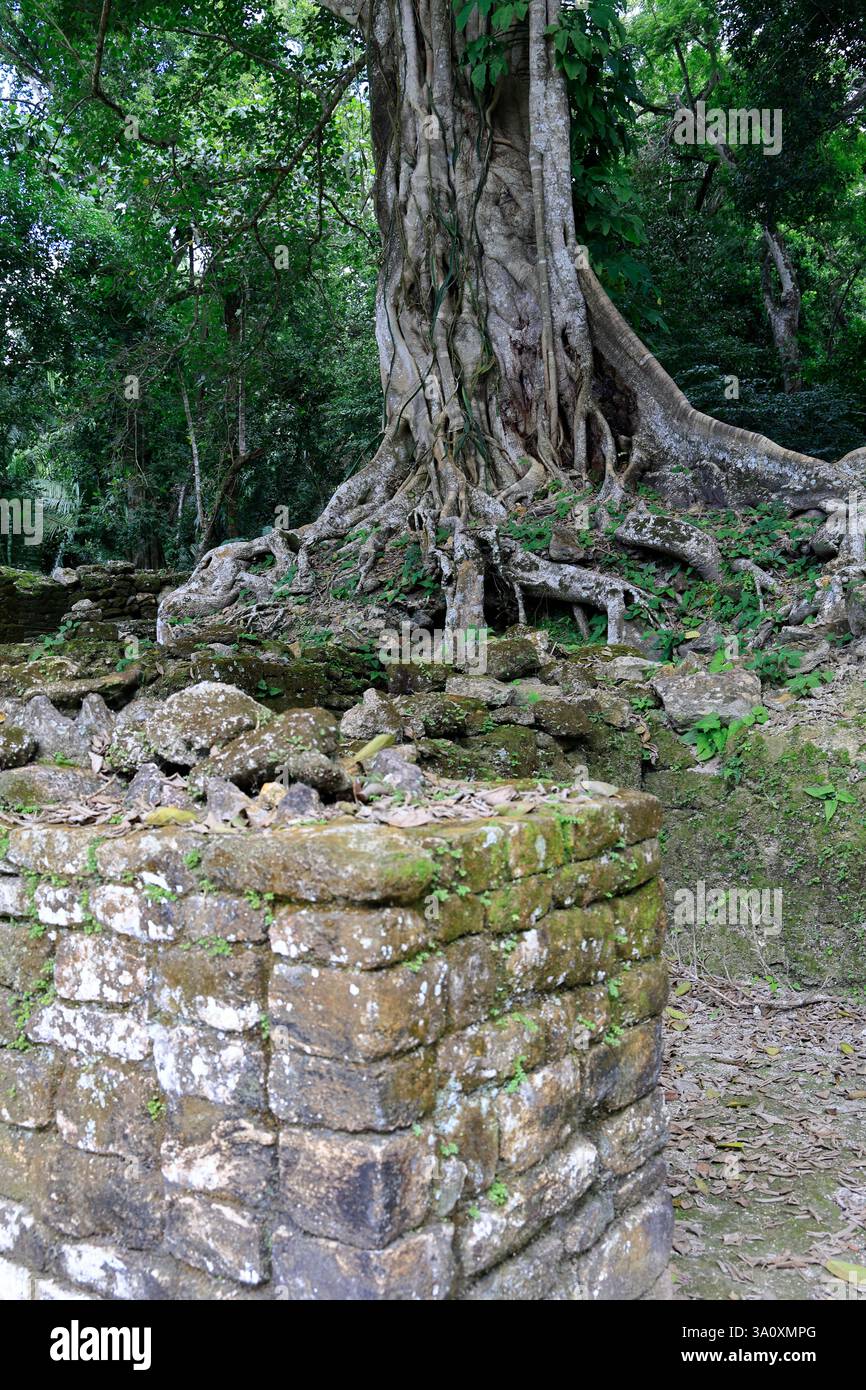 A big tree growing in ruin wall of Lamanai Archaeological Site.Orange ...