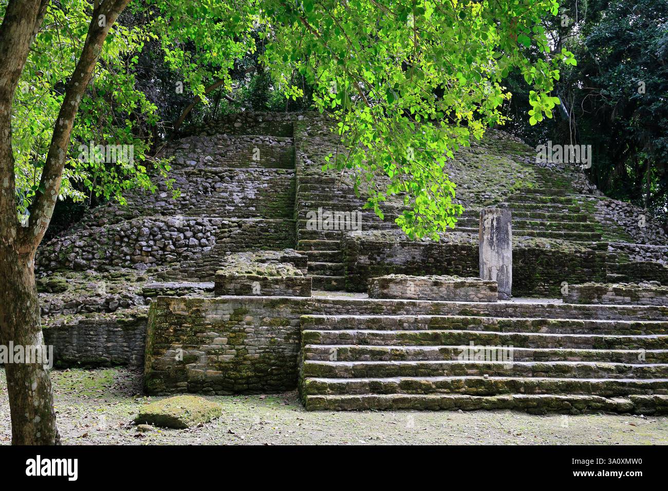 Stela Temple aka Stela 9 Temple in archaeological site of Lamanai ...