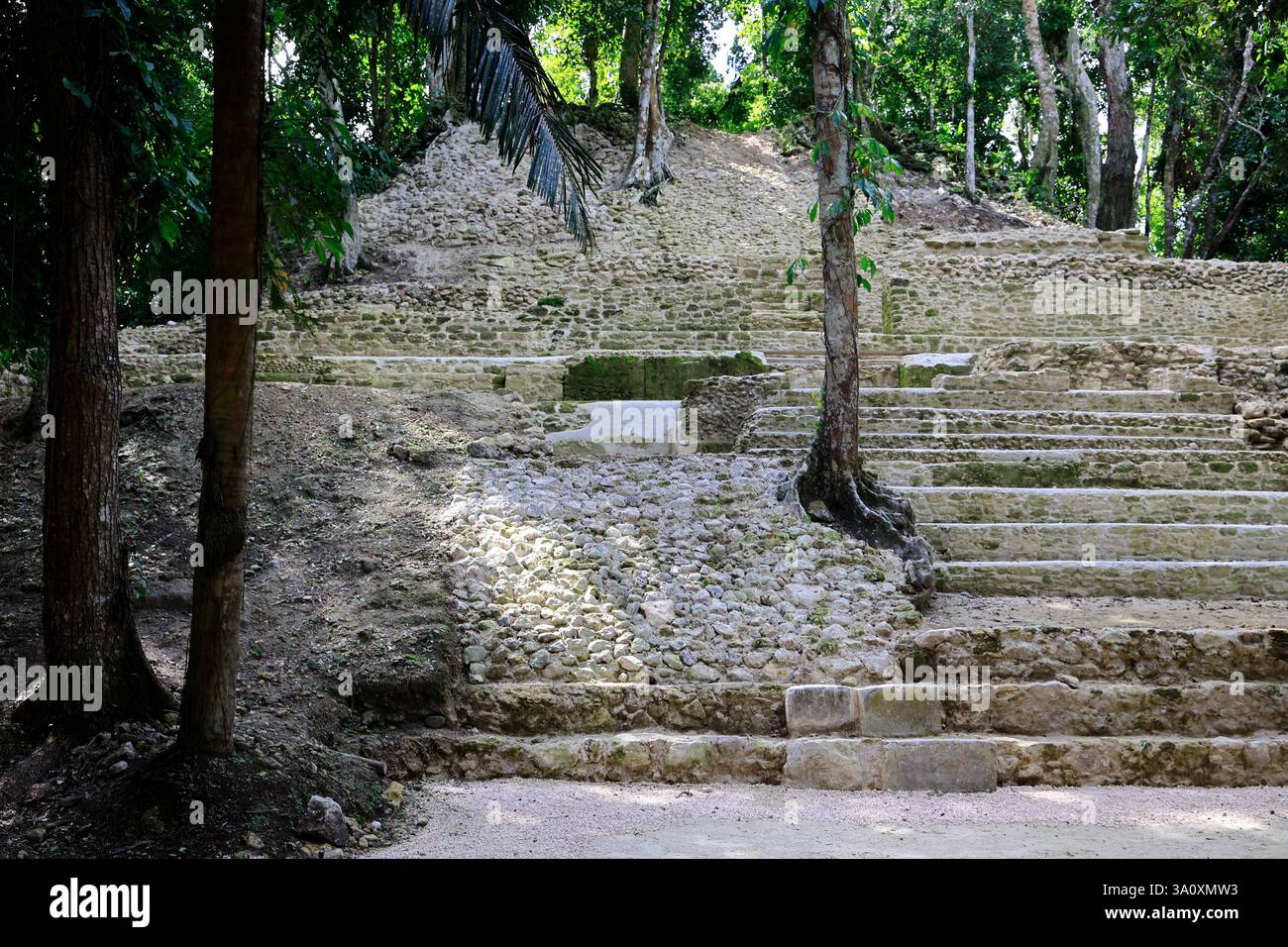 Trees growing in an ancient temple structure of Lamanai Archaeological ...