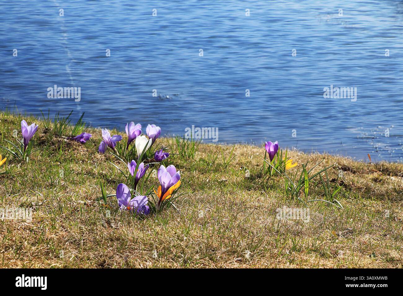 Crocuses in spring on the bank of the lake. The birth of a new life and ...