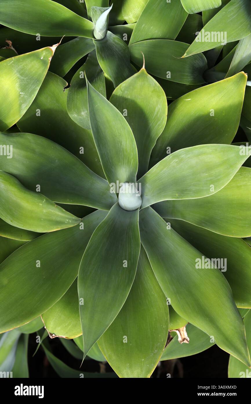 Lion's Tail aka Swan's Neck or Foxtail, Agave attenuata, Asparagaceae, Agavaceae, Mexico Stock ...