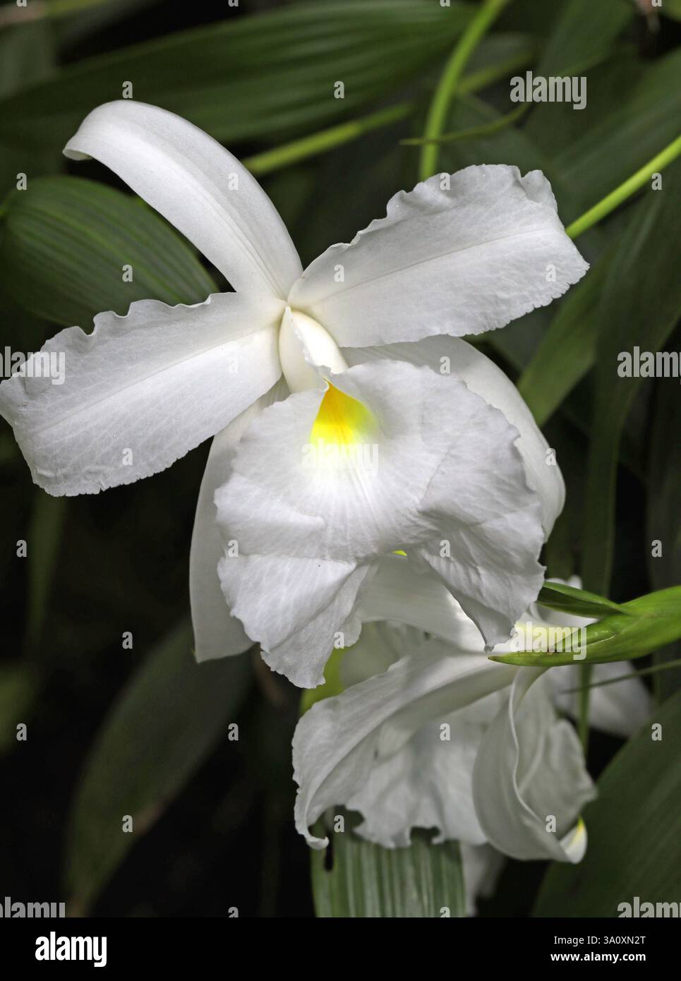 White, Large-flowered Sobralia, Sobralia macranthra var. alba ...