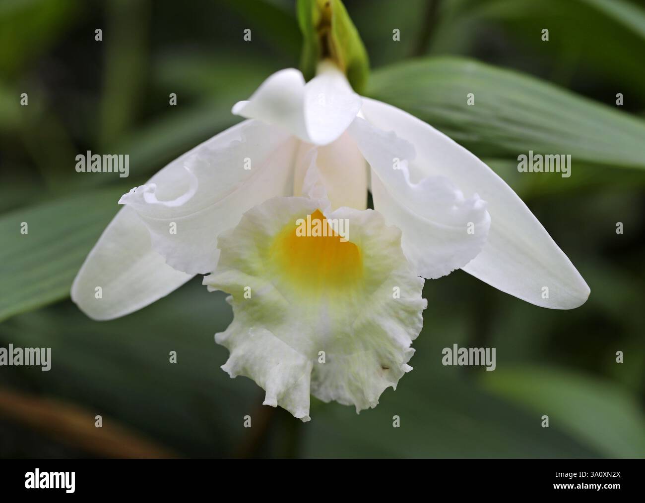 White, Large-flowered Sobralia, Sobralia macranthra var. alba ...
