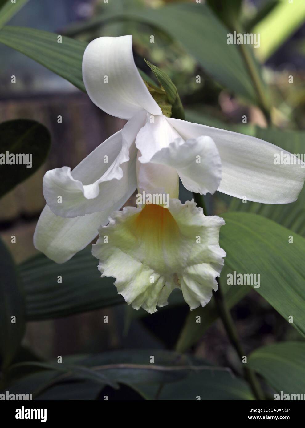 White, Large-flowered Sobralia, Sobralia macranthra var. alba ...