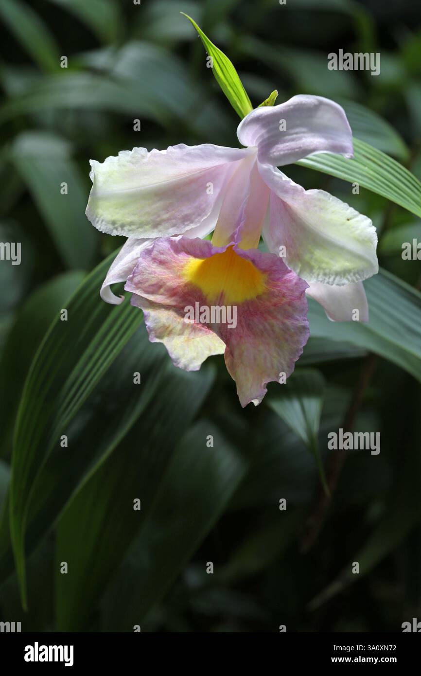 Large-flowered Sobralia, Sobralia macranthra, Orchidaceae. Mexico to ...