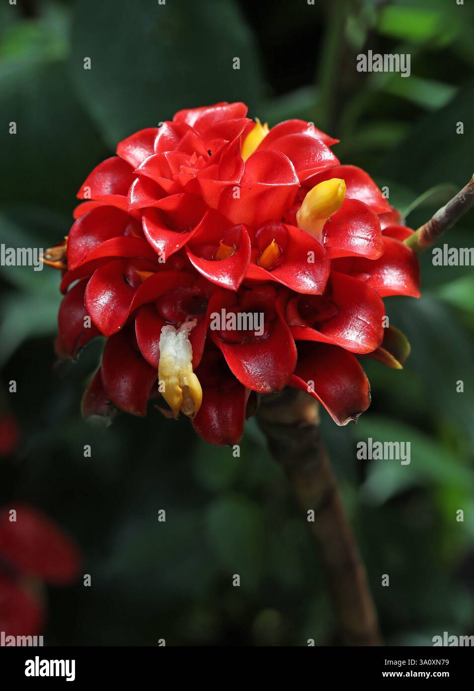 Torch ginger queensland hi-res stock photography and images - Alamy