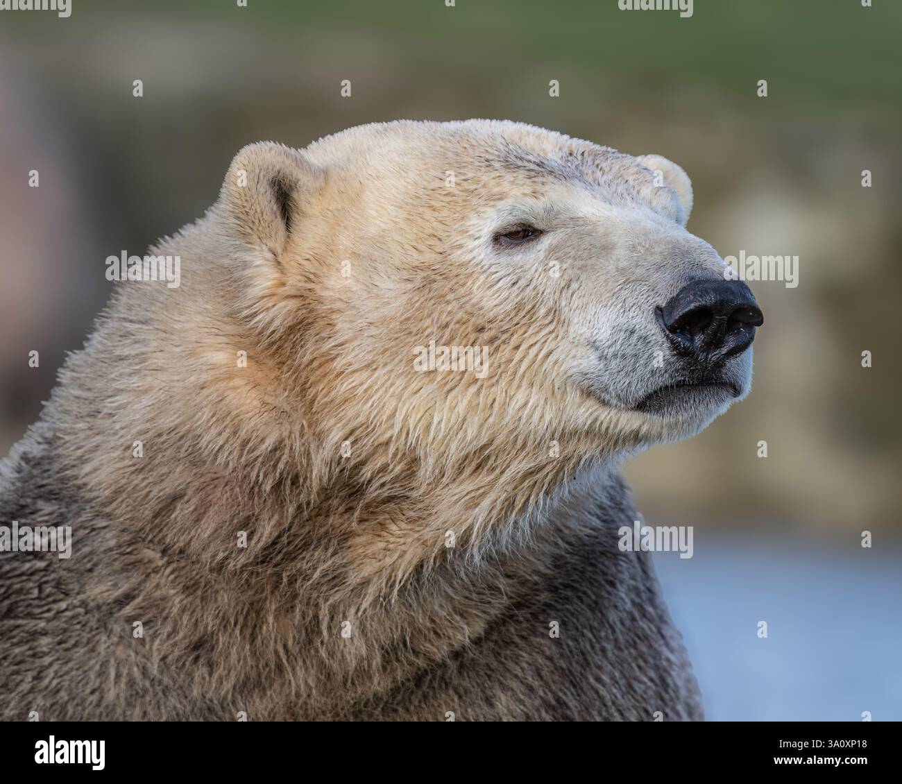 Largest carnivorous mammal hi-res stock photography and images - Alamy