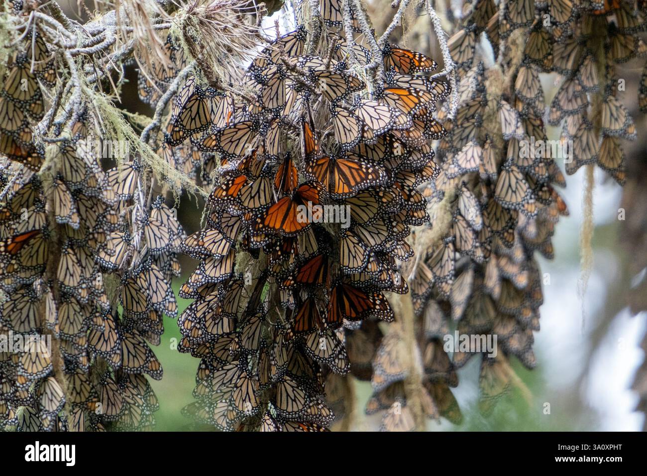 Nature’s Quilt: Tresses of Monarch butterfly, Danaus plexippus ...