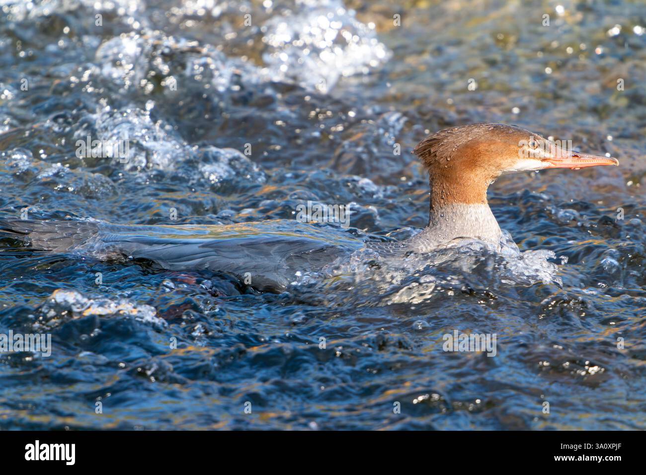 Swift Swimmer: Red-breasted Merganser Navigating Turbulent Yellowstone ...