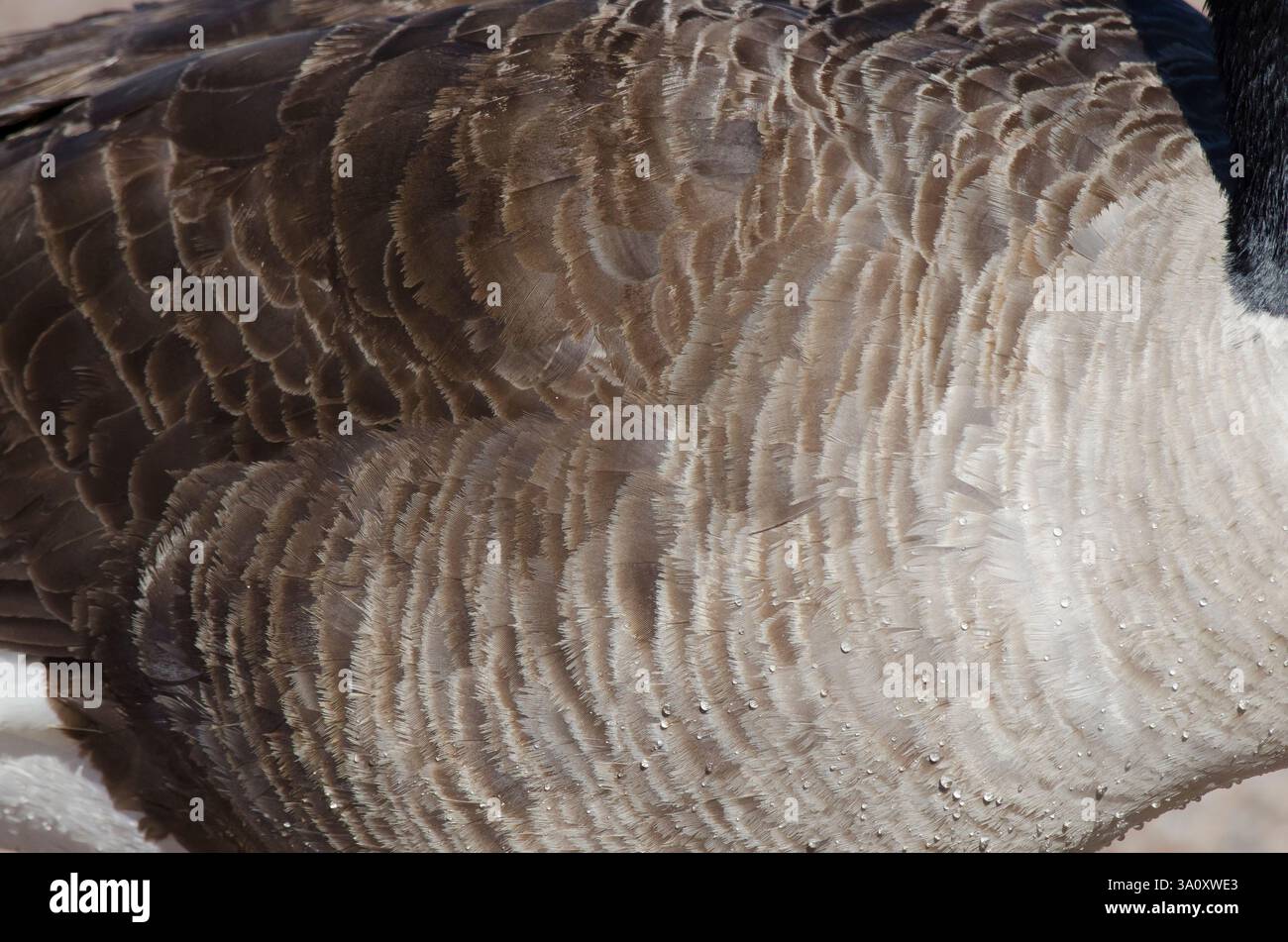Canada Goose, Branta canadensis, feather detail Stock Photo - Alamy