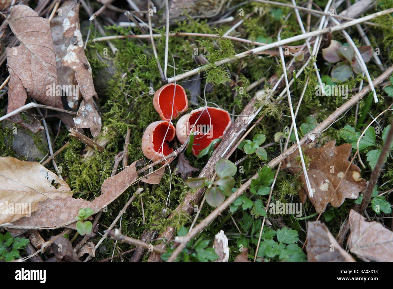 Scarlet Elfcup - Sarcoscypha austriaca is a saprobic fungus and a close ...