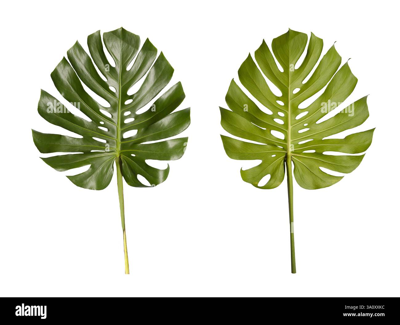 monstera leaves isolated on white background and have clipping paths ...