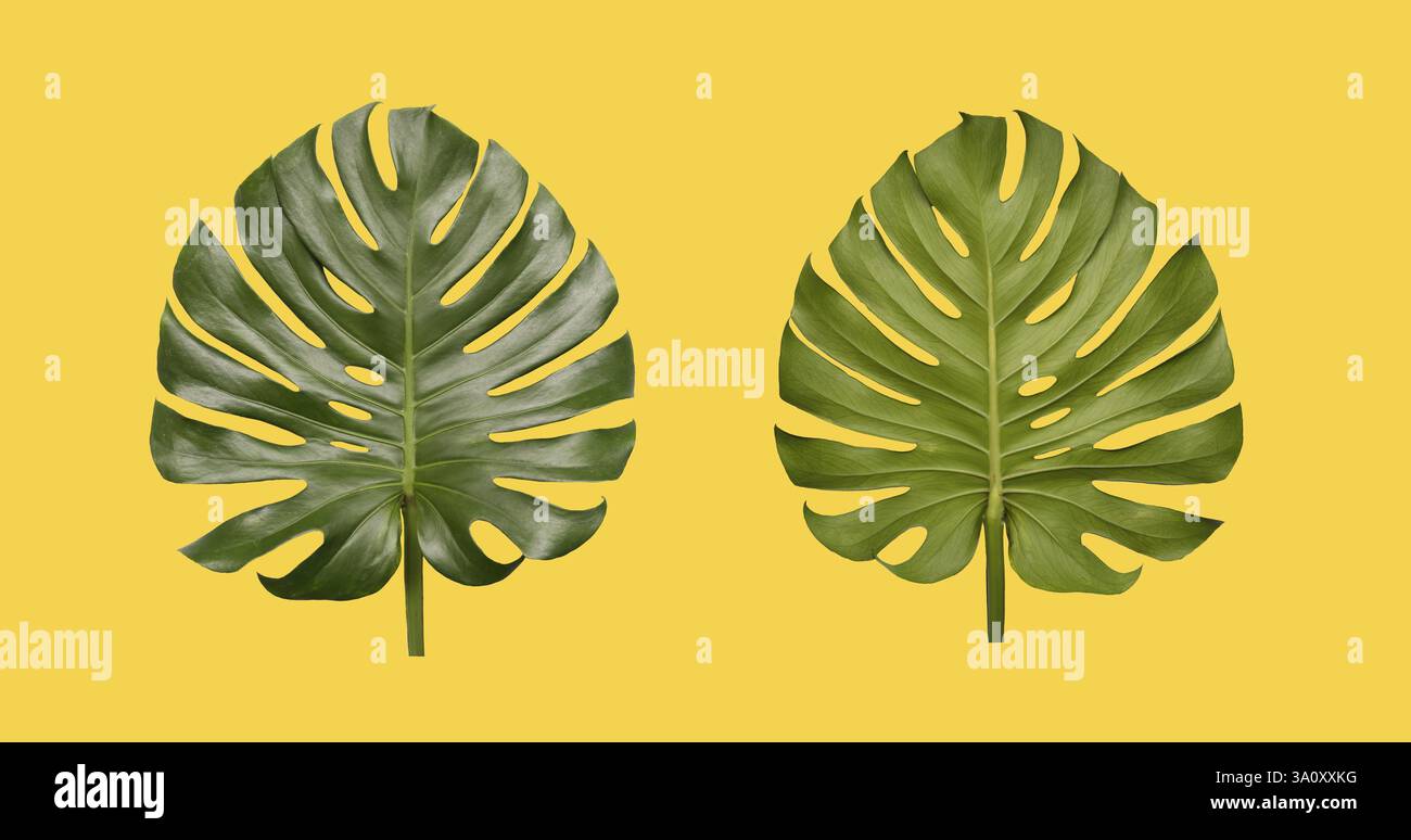 Two stunning monstera leaves display rich green hues against a cheerful ...