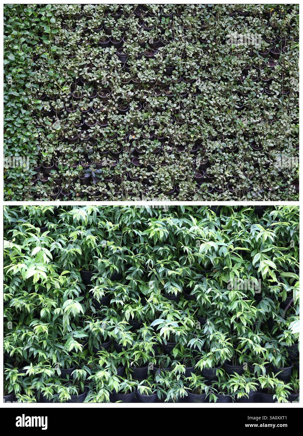 A captivating vertical garden showcasing an array of lush green plants ...