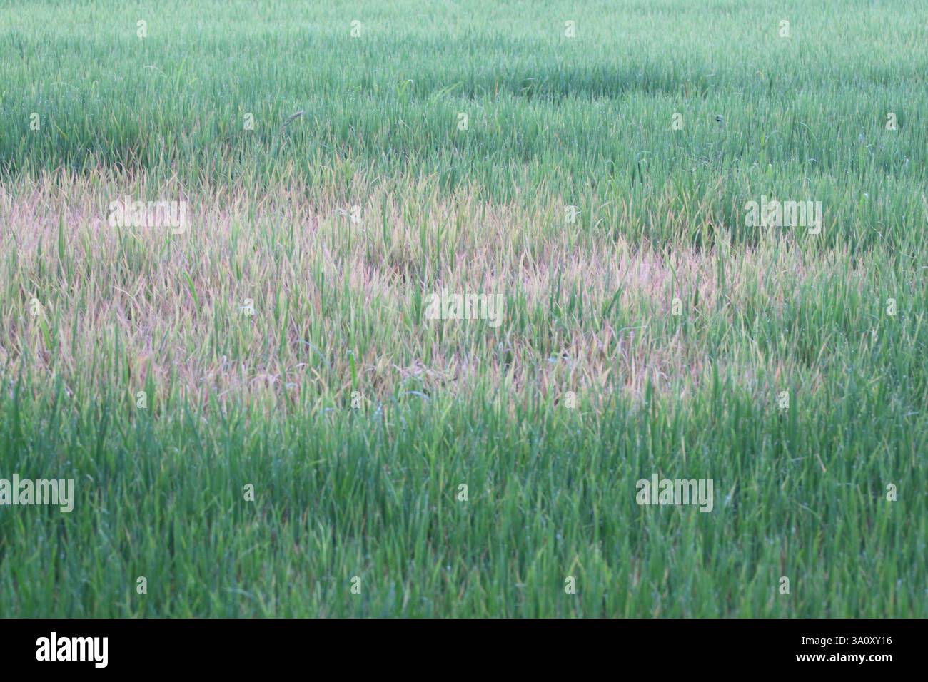 Rice plants are infested with pests, Brown planthopper is insect that ...