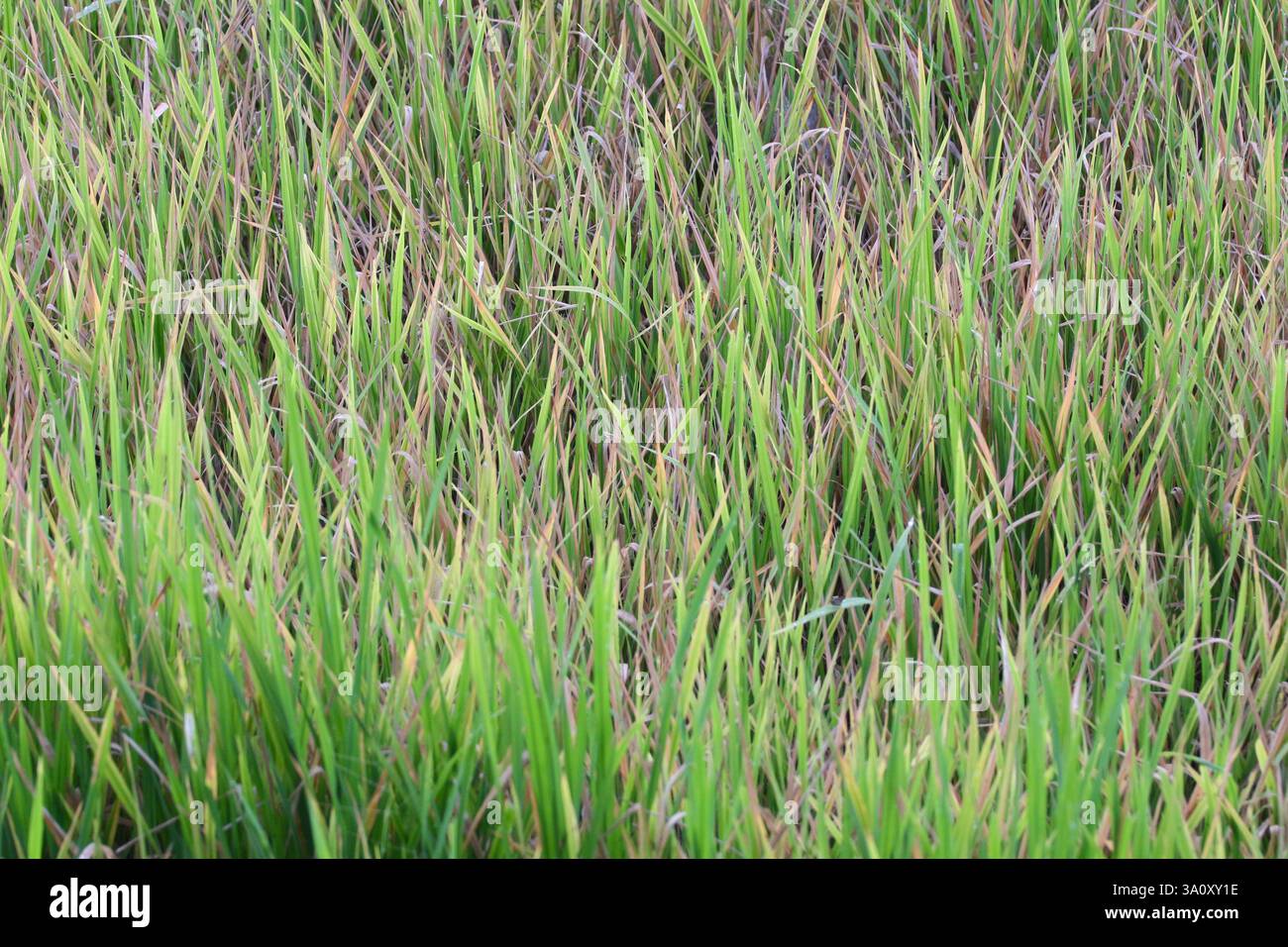 Rice plants are infested with pests, Brown planthopper is insect that ...