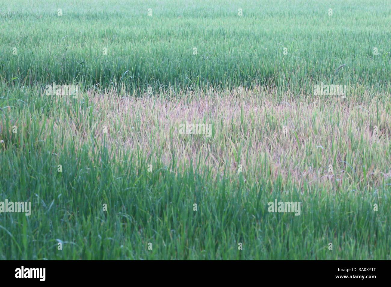 Rice plants are infested with pests, Brown planthopper is insect that ...