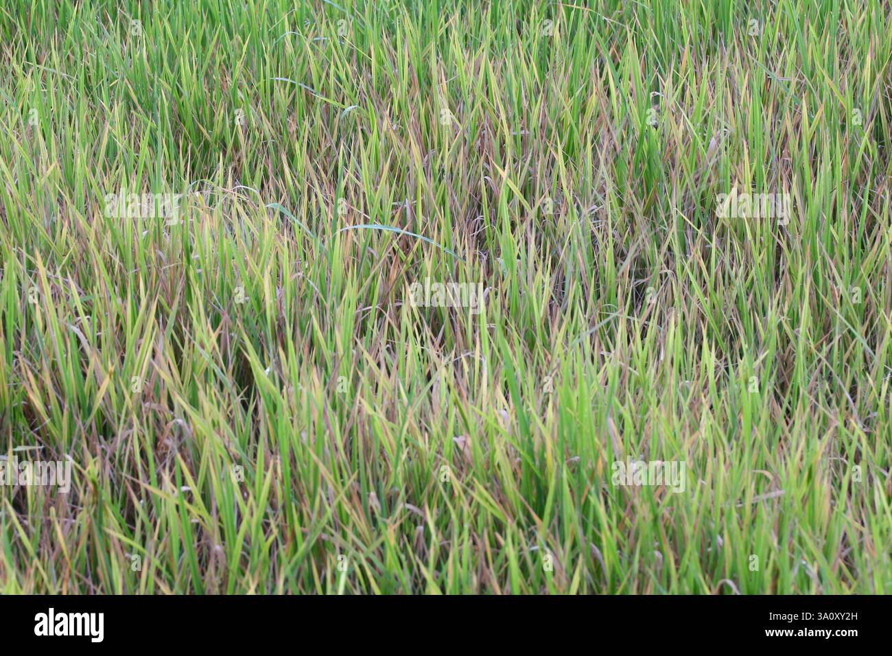 Rice plants are infested with pests, Brown planthopper is insect that ...