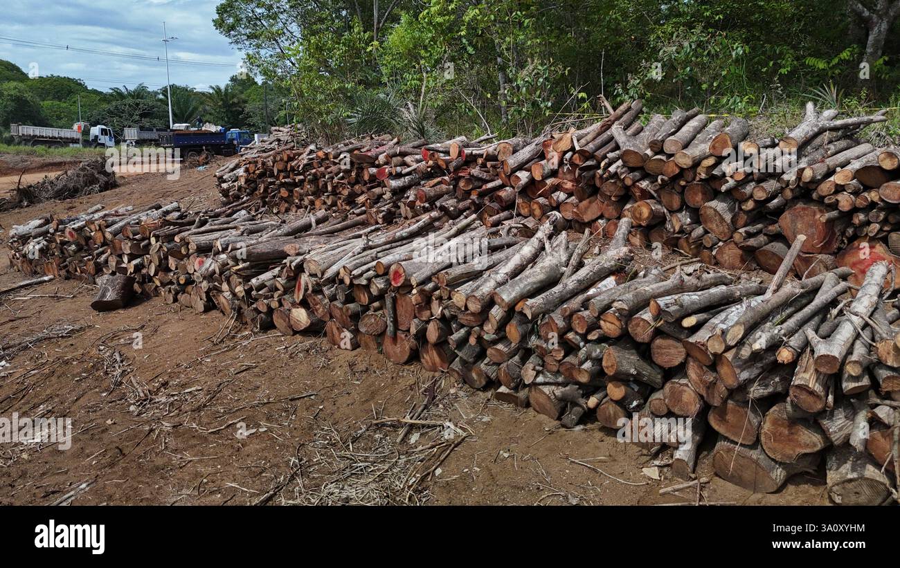 salvador bahia, brazil - february 7, 2025: View of wood cut in an area ...