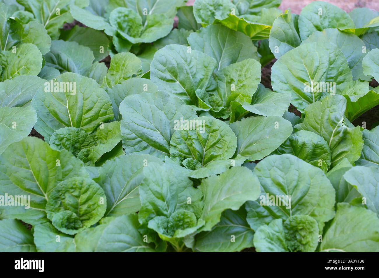 Chinese Cabbage being Growing in an agriculture field, close up the ...