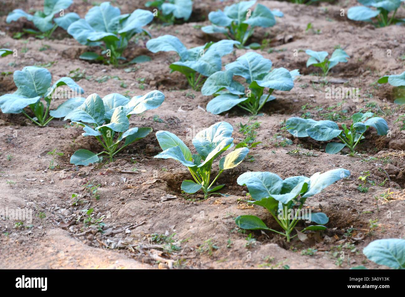 Cauli flower being growing, in an agriculture field. View of green ...