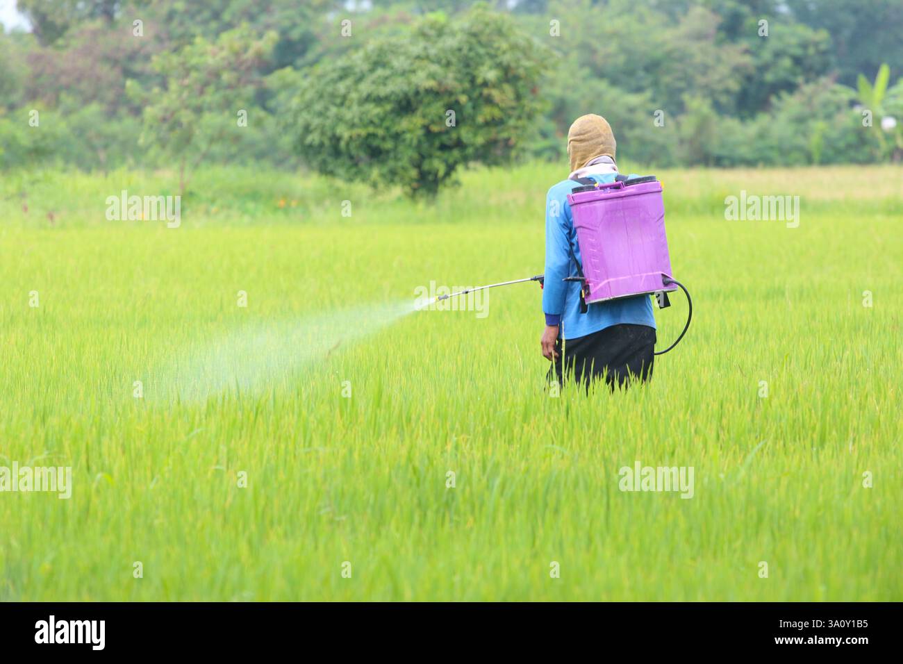 Farmer applies pesticide using a backpack sprayer in a lush green rice ...