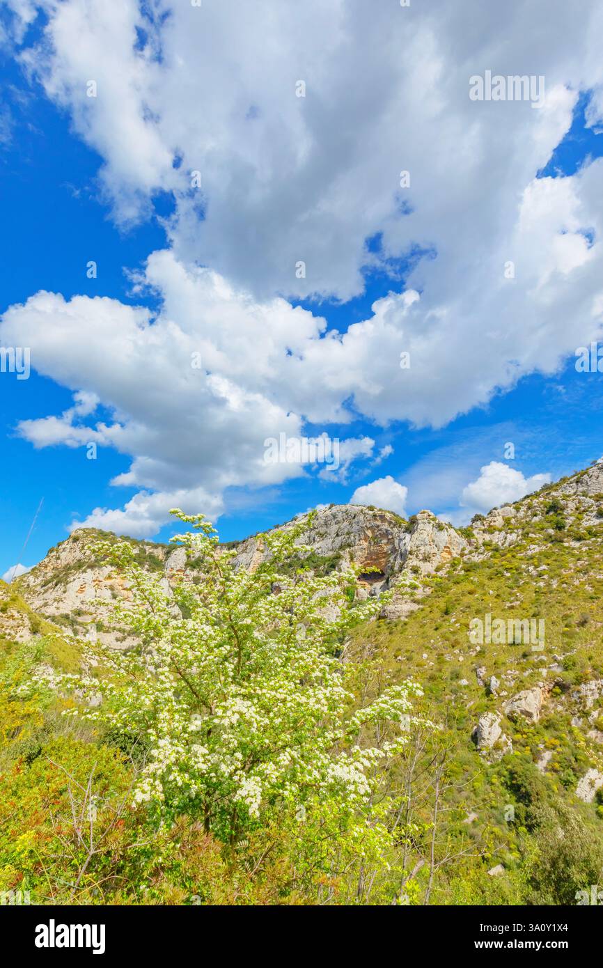 Blooming tree, Cavagrande Valley, Avola, Noto Valley, Sicily, Italy ...
