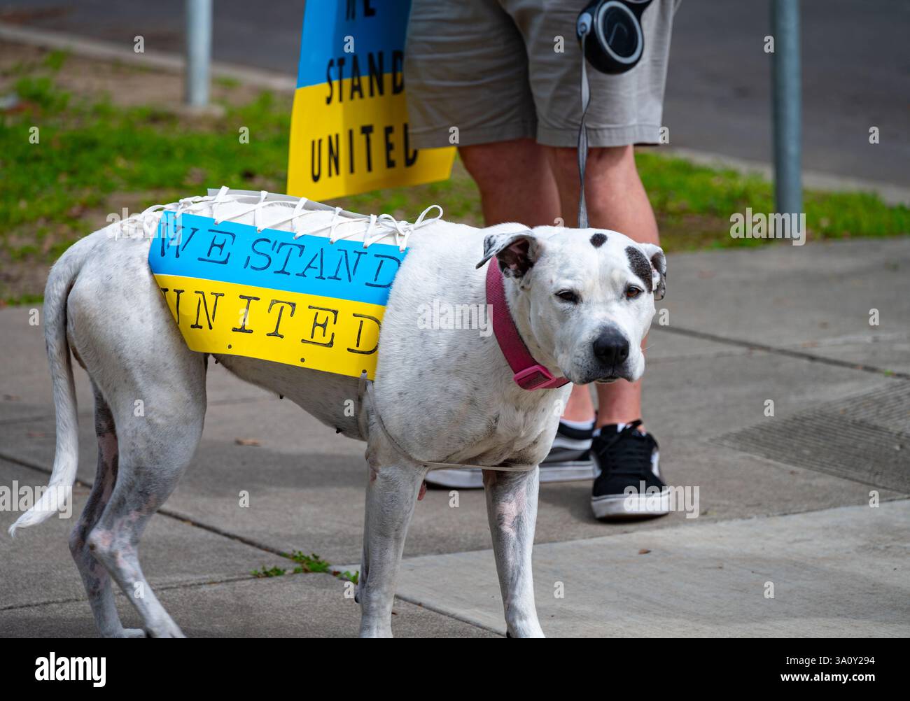 A dog wearing a We Stand United with blue and yellow colors of the ...