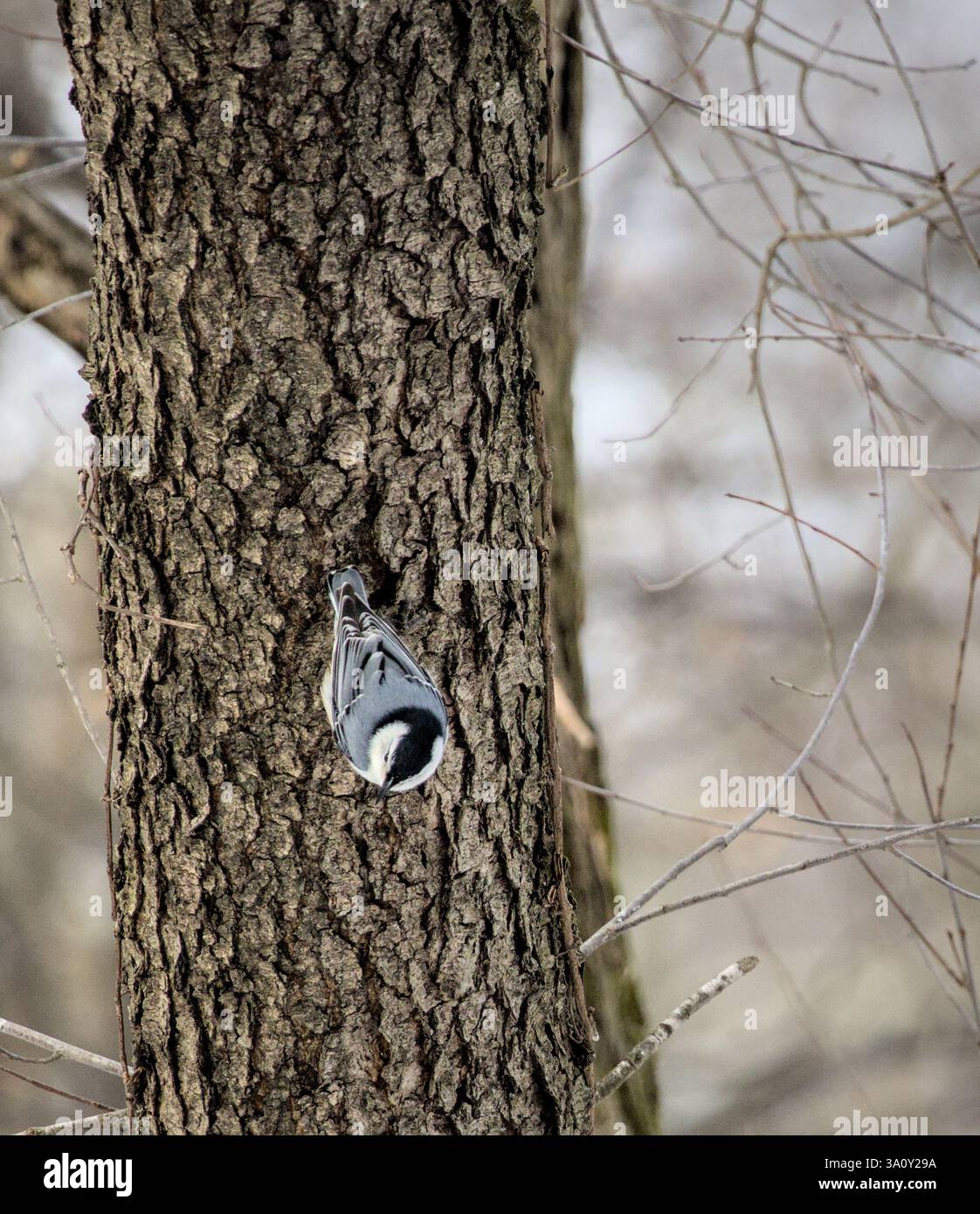 White-breasted nuthatch bird sitting on tree in winter snow (north ...