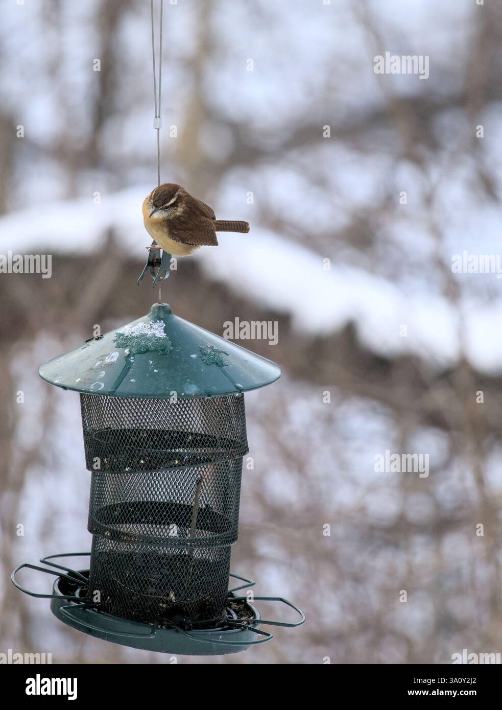 Carolina wren sitting on a bird feeder in prospect park brooklyn new ...