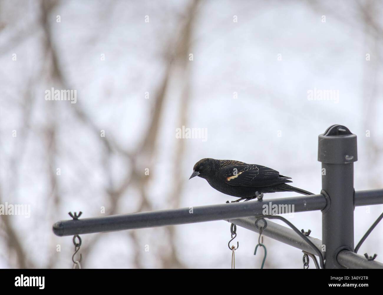 Red-winged blackbird sitting on a metal bird feeder bar in prospect ...