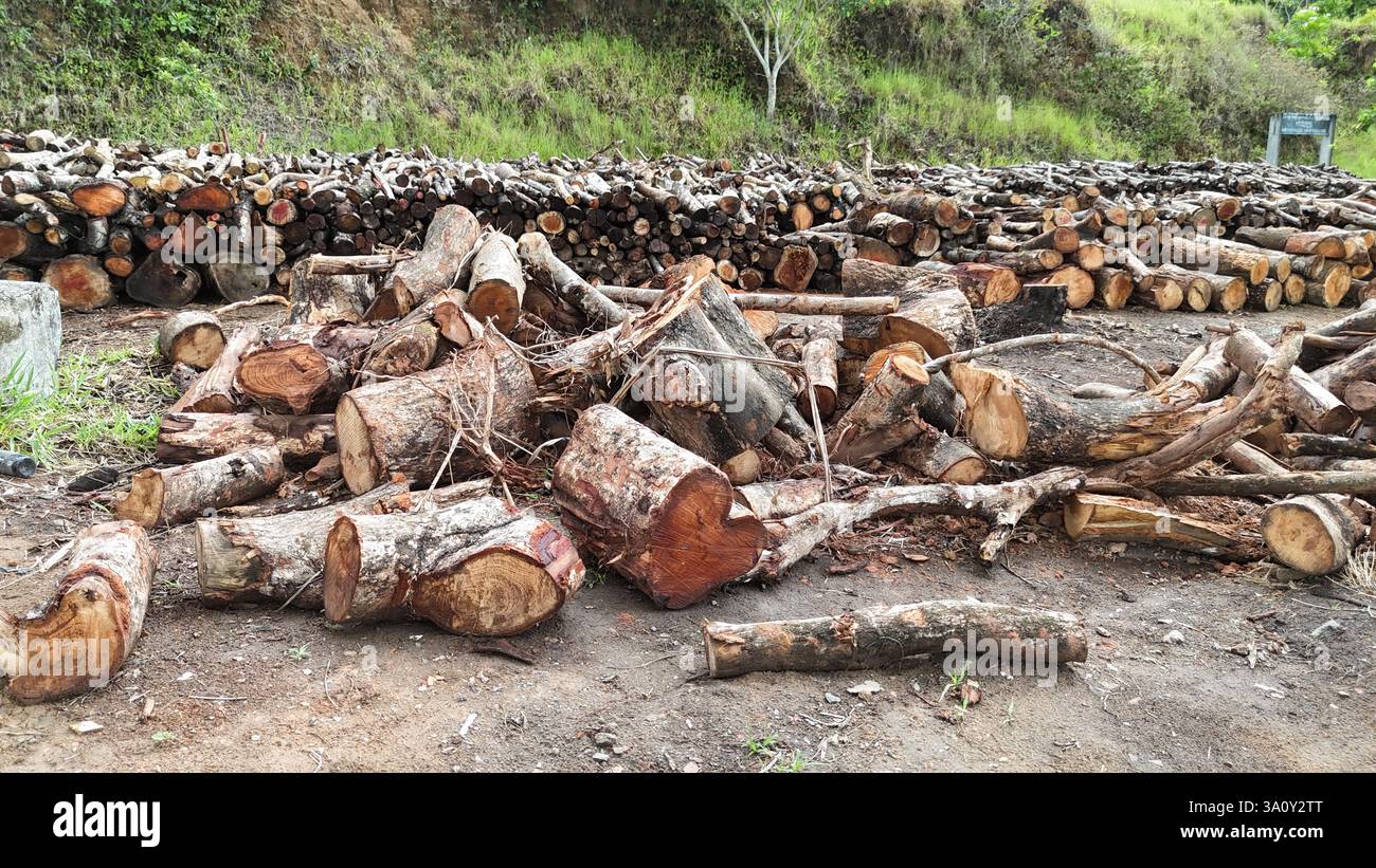 salvador bahia, brazil - february 7, 2025: View of wood cut in an area ...