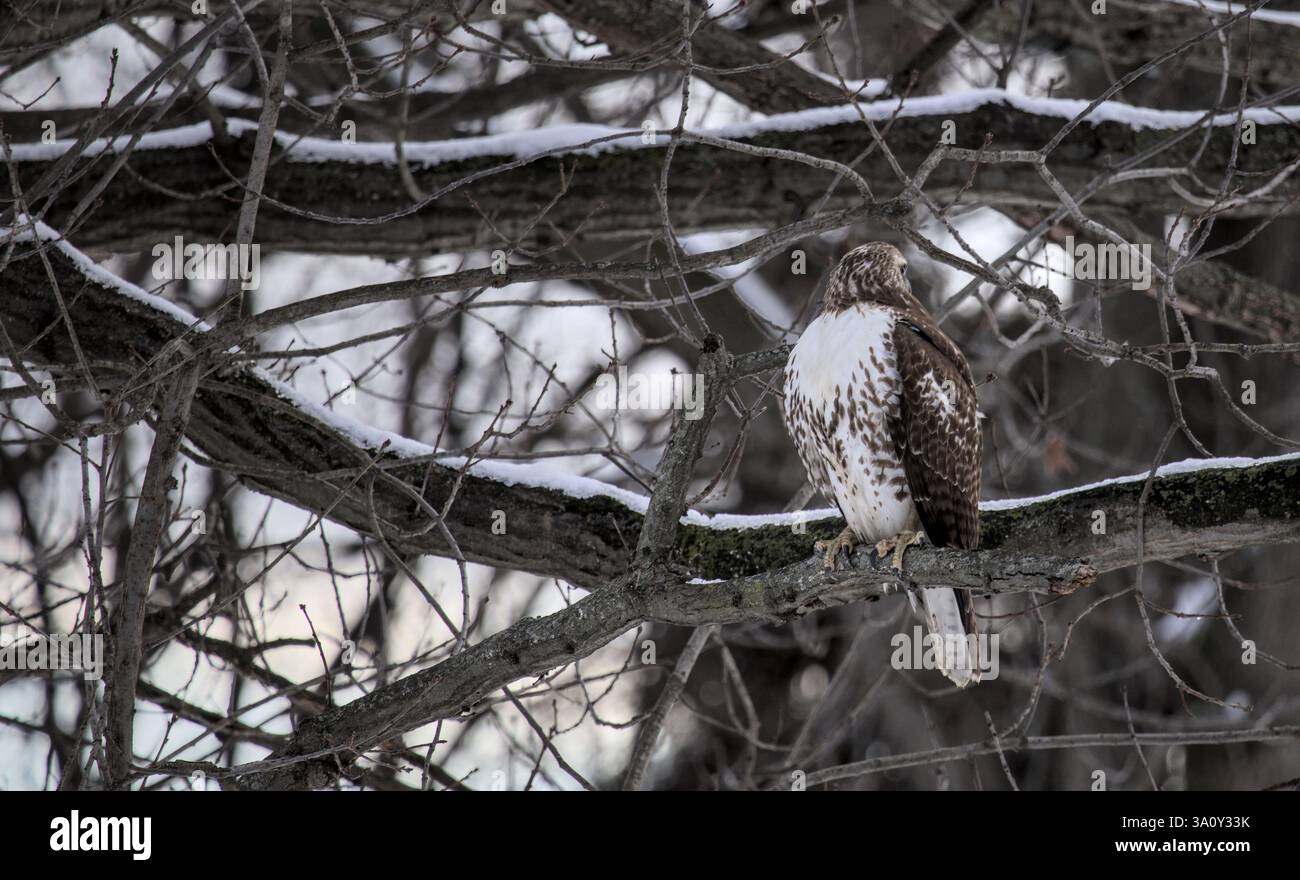 red tail hawk sitting on a tree branch in winter during grey cloudy ...