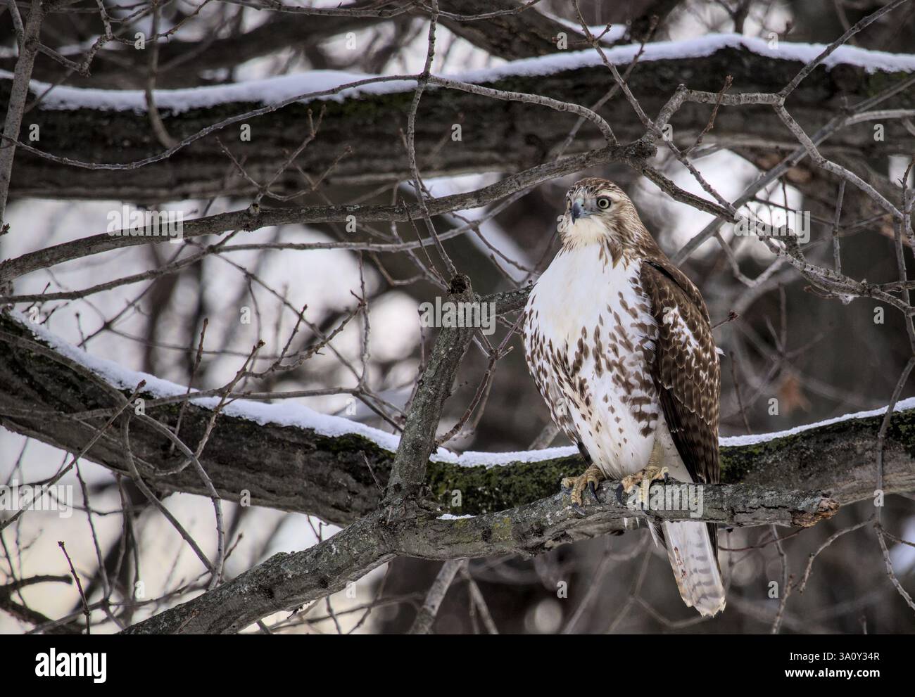 red tail hawk sitting on a tree branch in winter during grey cloudy ...