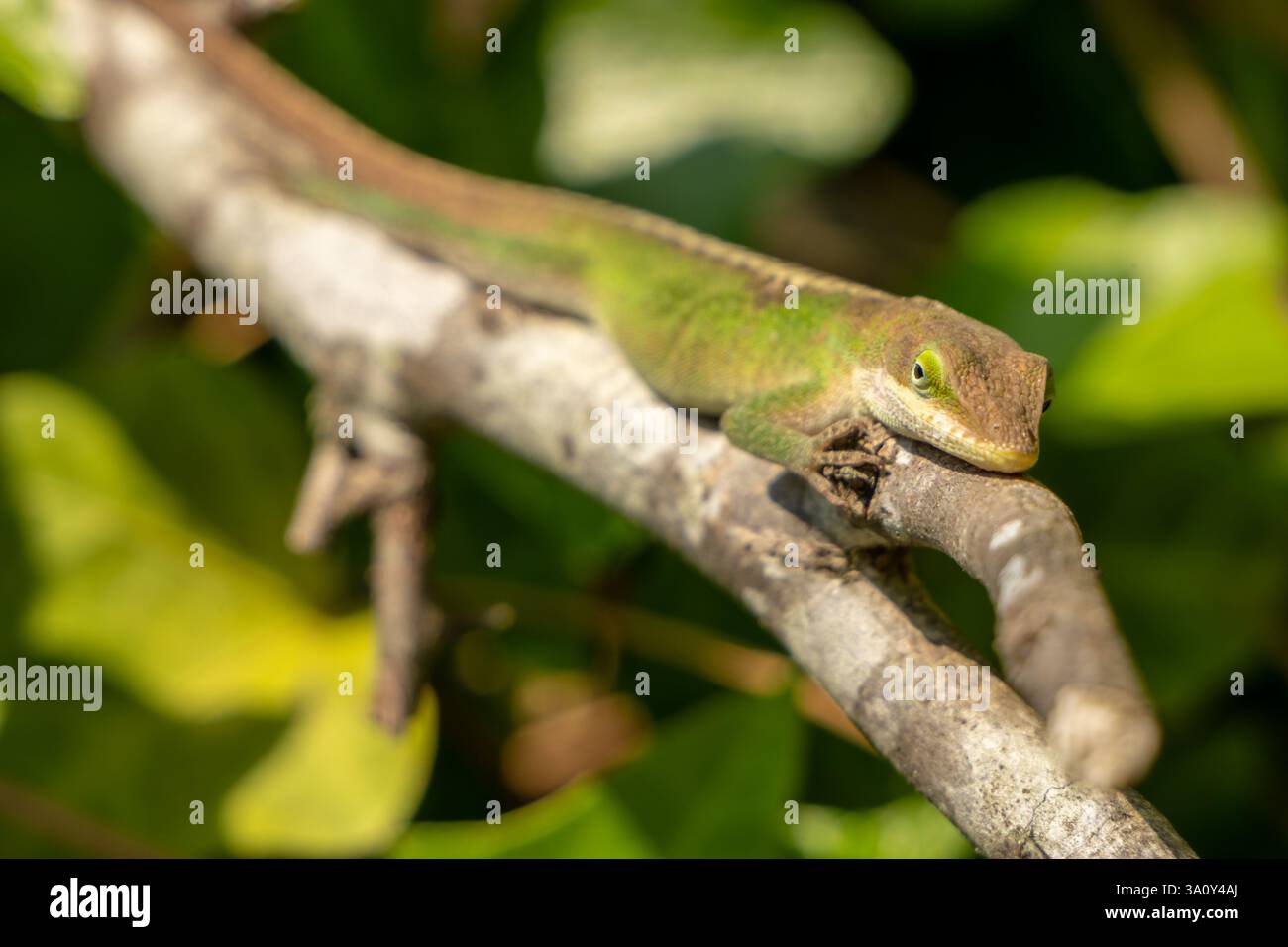 Green Anoles Lizard Attempts to Blend Into Branch on tree Stock Photo ...