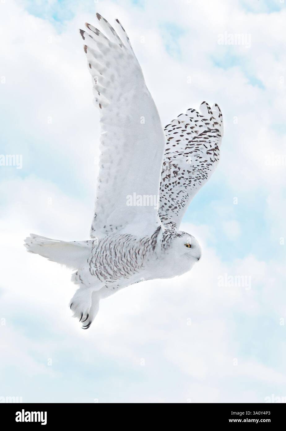 Snowy Owl female flying on a mixed clouds and blue sky background in ...
