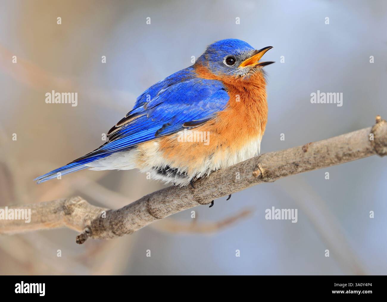 Bluebird perched on the branch tree in the forest, Montreal, Canada ...