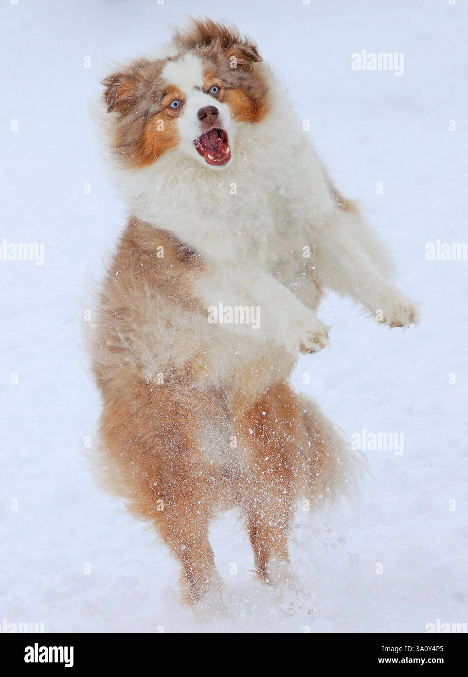 Canine jumping hi-res stock photography and images - Alamy
