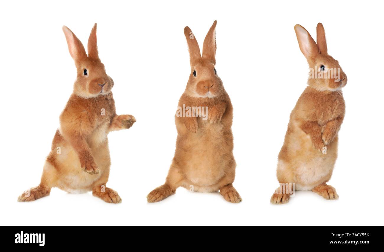 Cute fluffy bunny on white background, set Stock Photo - Alamy