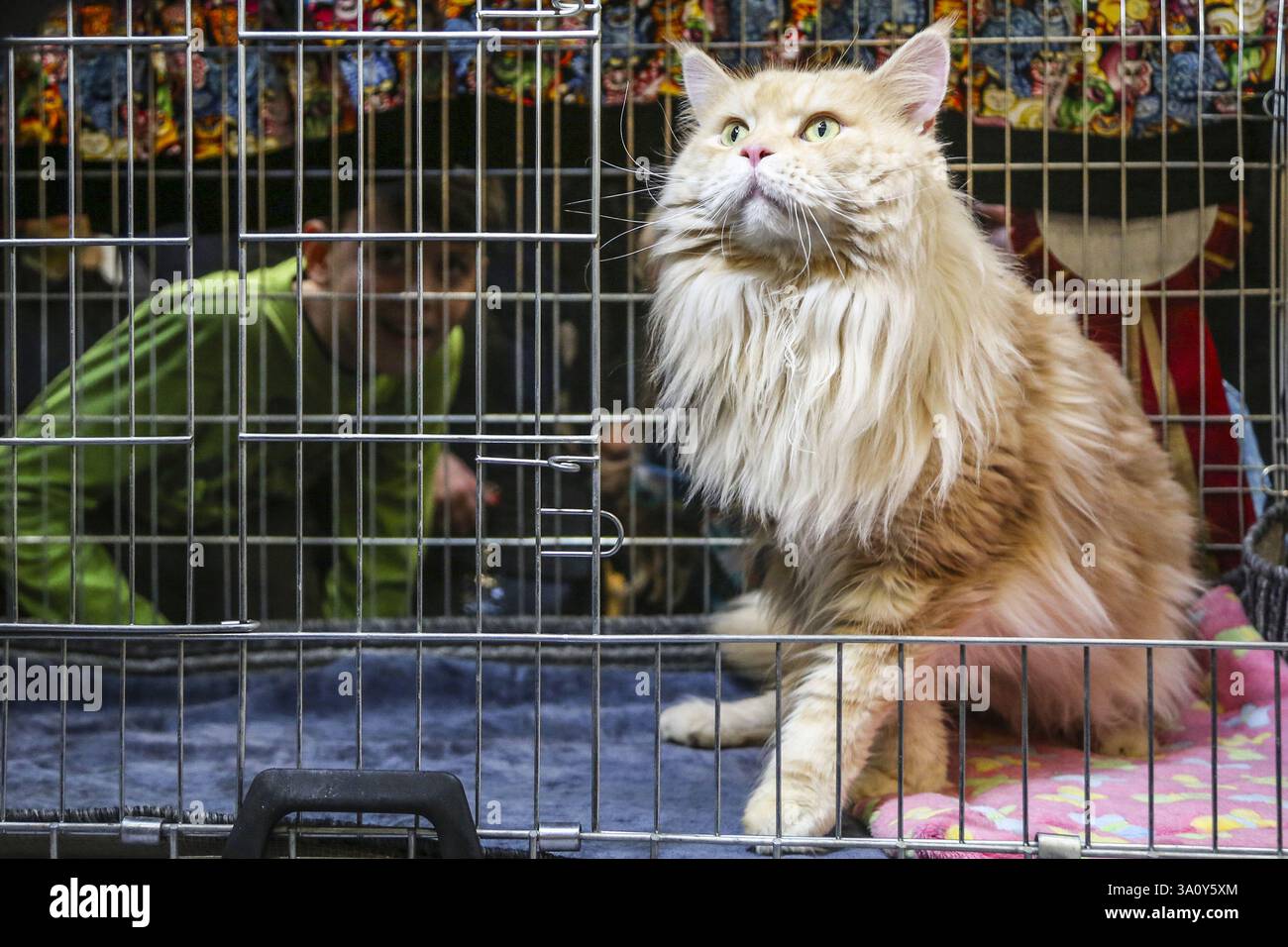 Krakow, Poland. 7th Feb, 2016. A Maine Coon cat at the exhibition of ...
