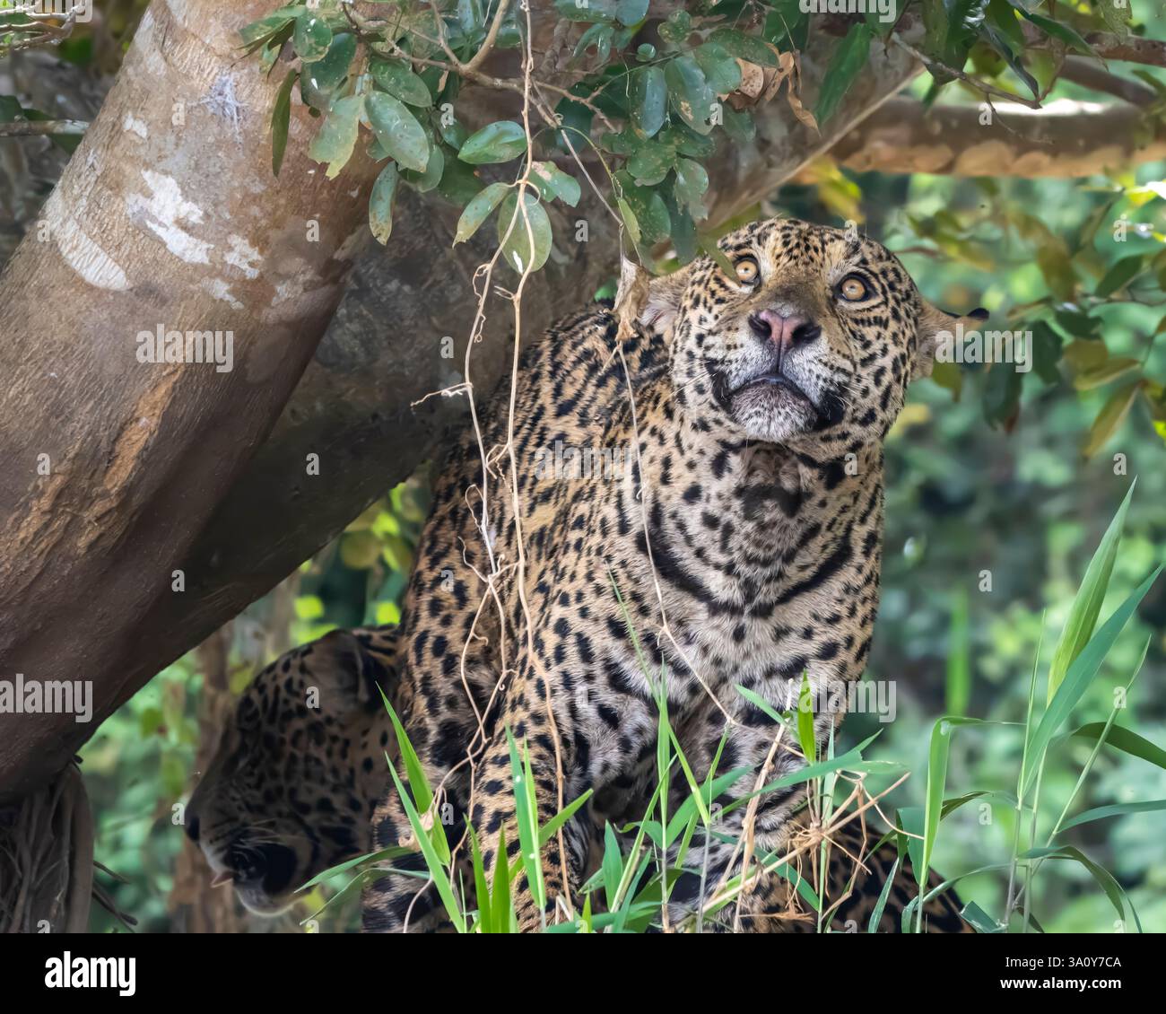Two male Jaguars, Panthera onca, on a riverbank in the Northern ...