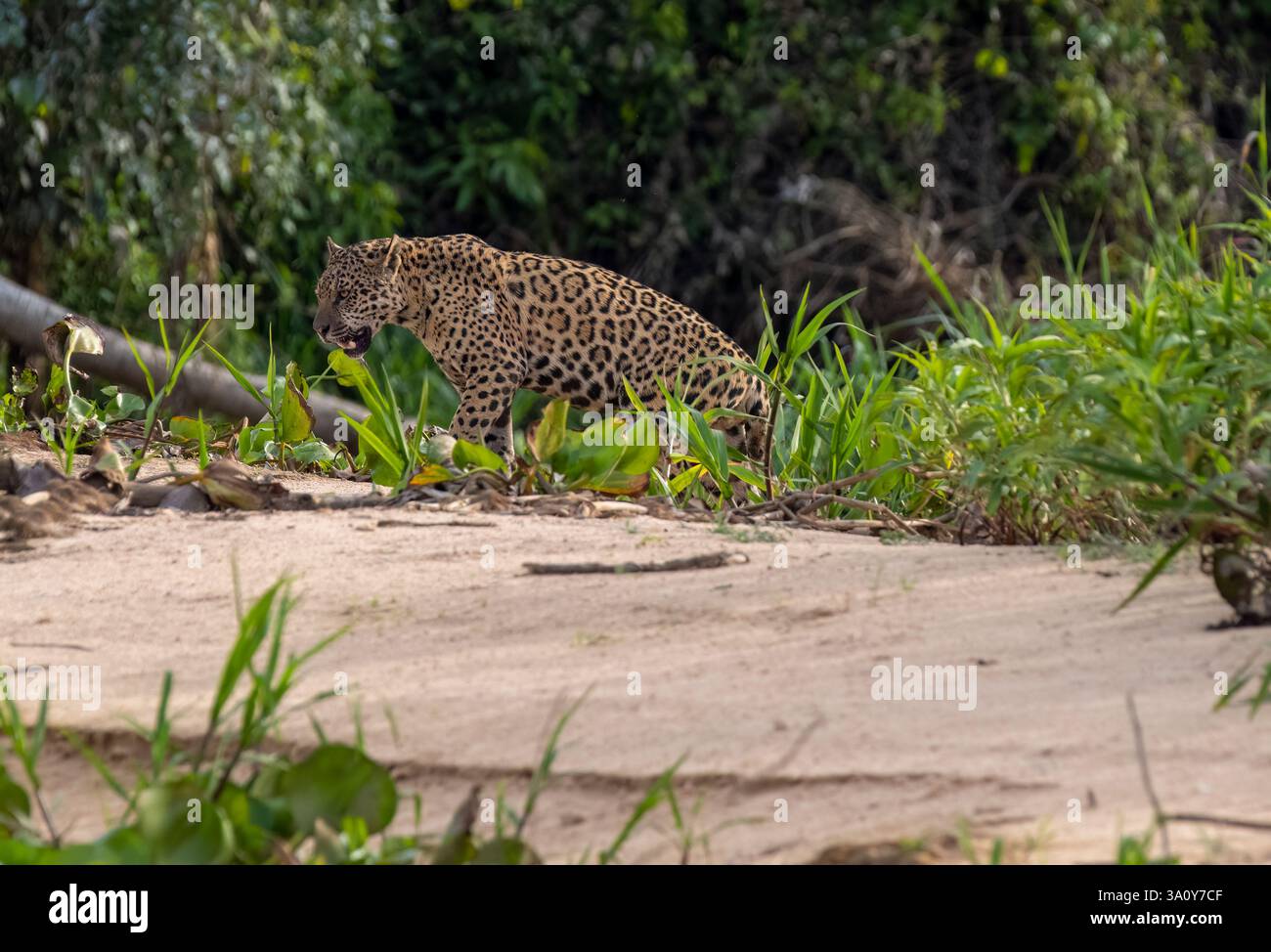 A male Jaguar, Panthera onca, walks on a riverbank in the Northern ...