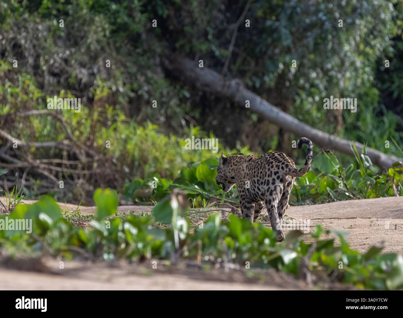 A male Jaguar, Panthera onca, walks on a riverbank in the Northern ...