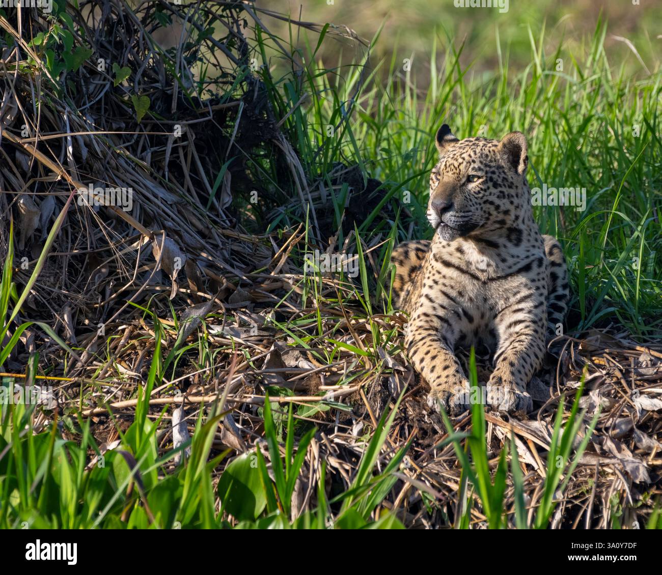 Jaguar, Panthera onca, rests on a riverbank in the Northern Pantanal ...