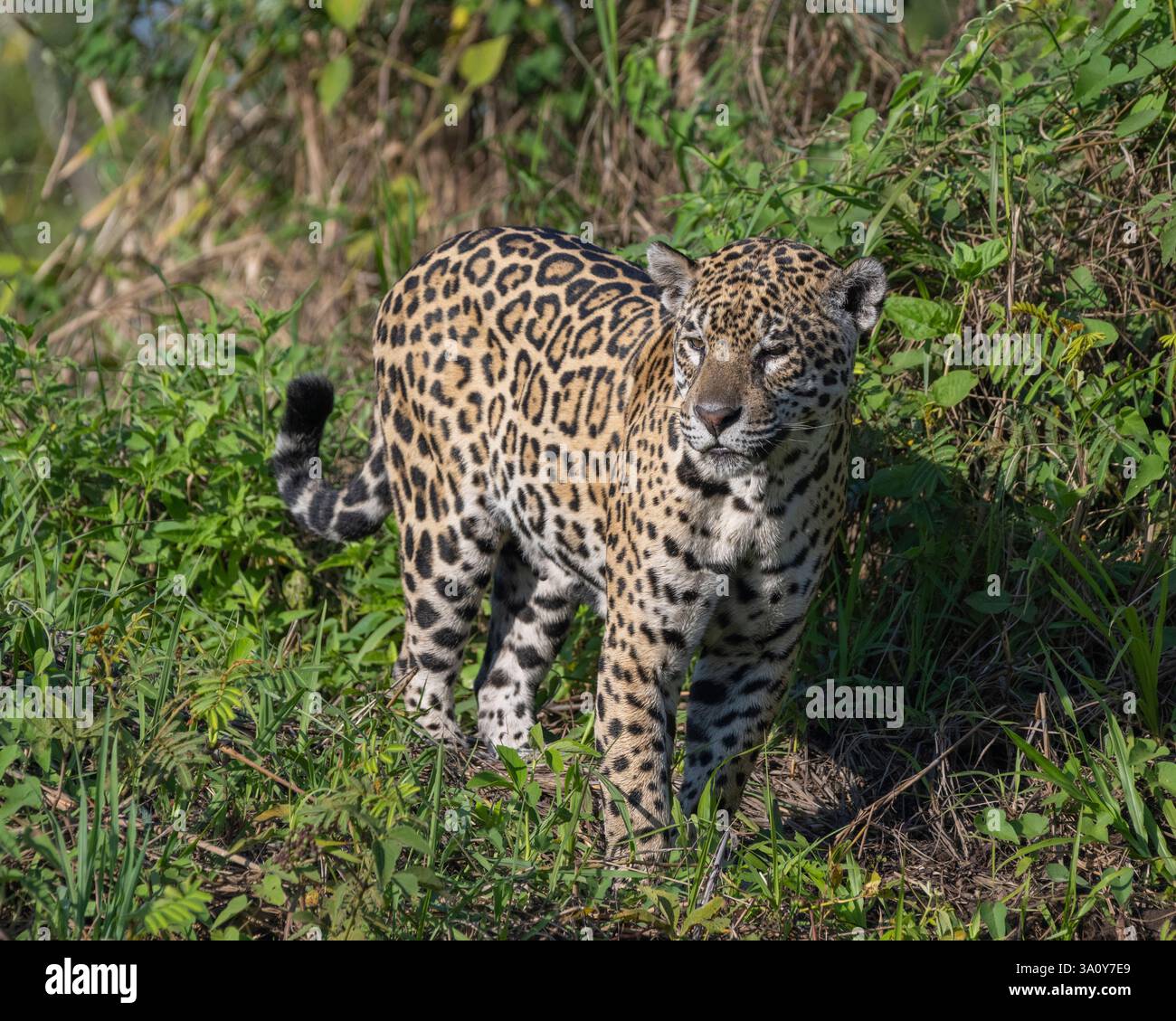 Jaguar, Panthera onca, walks along a riverbank in the Northern Pantanal ...