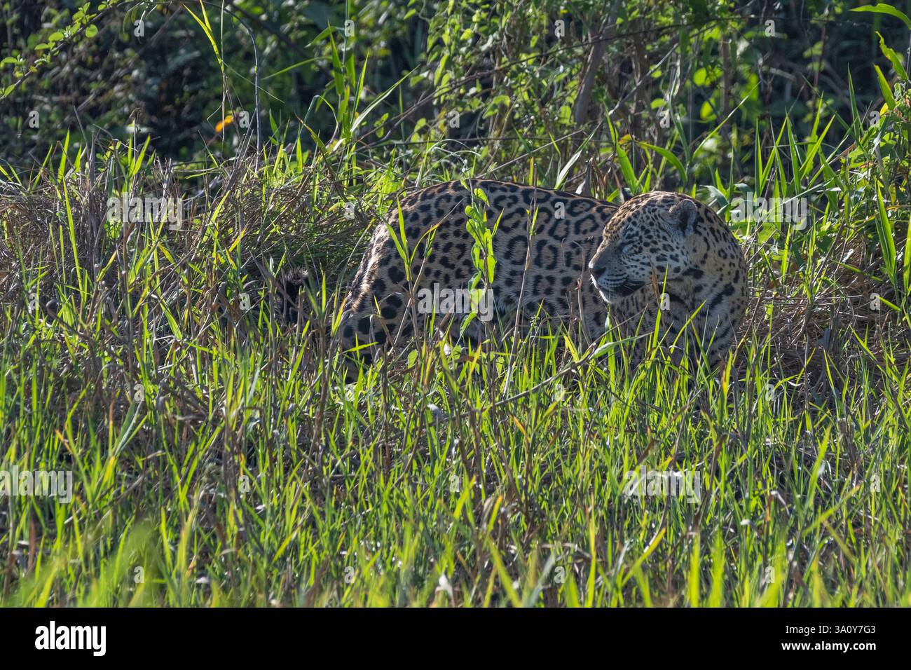 Jaguar, Panthera onca, walks along a riverbank in the Northern Pantanal ...