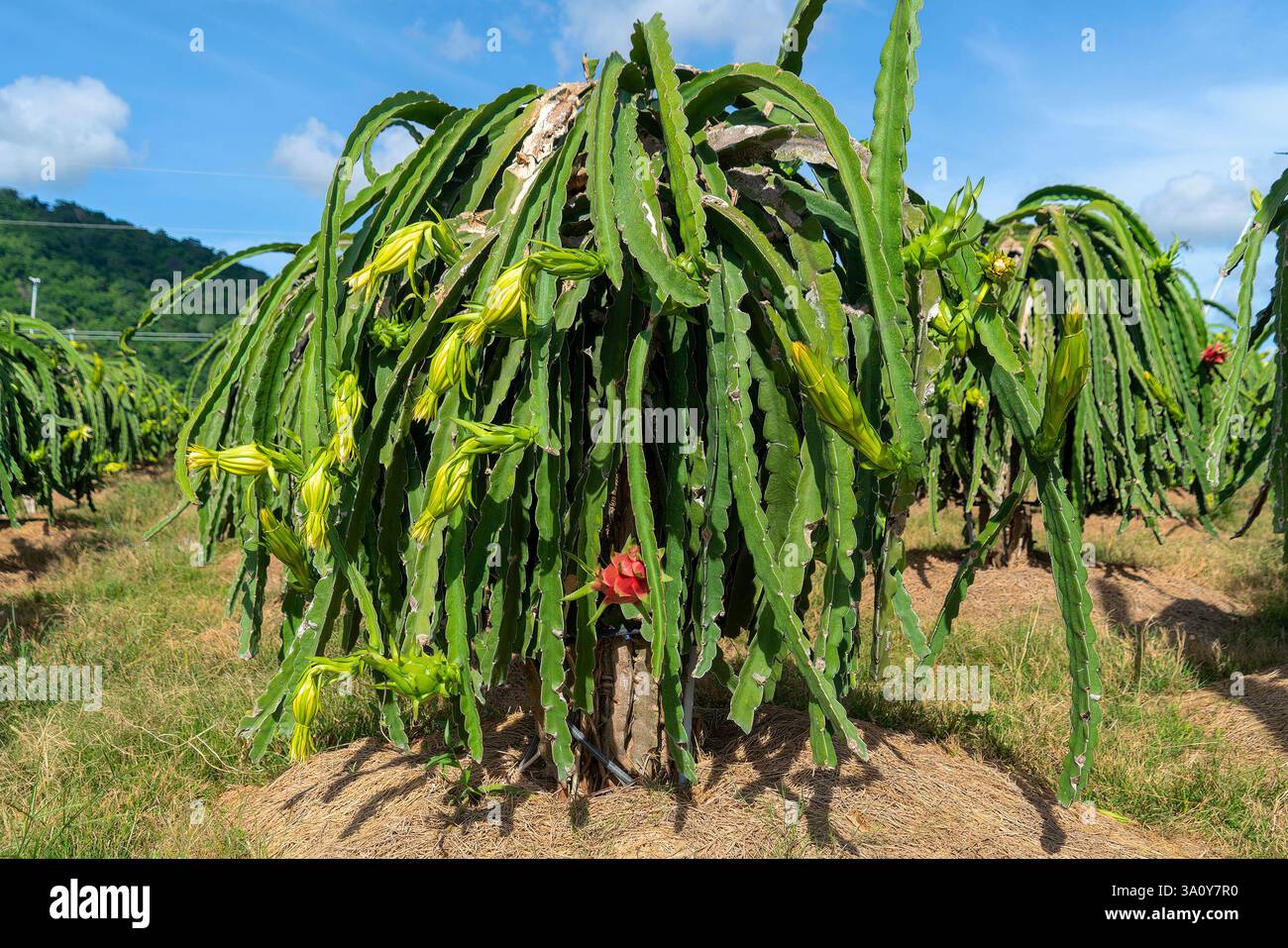 Vuon Thanh Long (Fields growing Dragon fruit trees) is blooming and ...