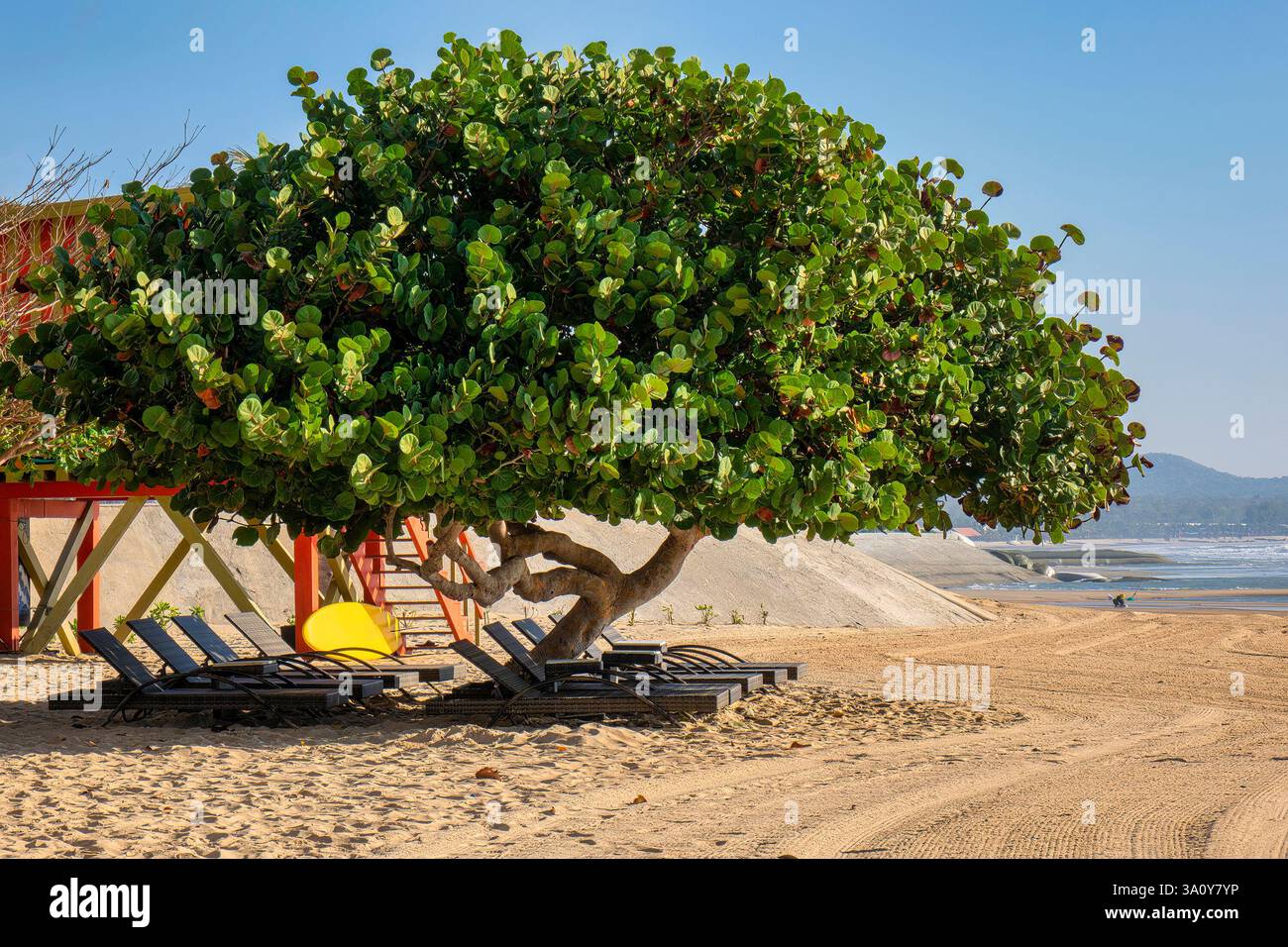 A sea almond tree with green foliage on the beach in Ho Tram, Ba Ria ...